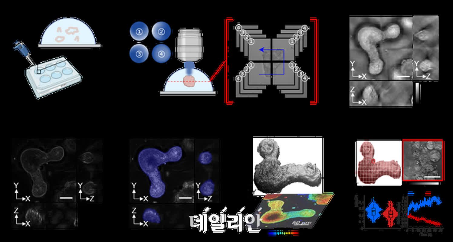 KAIST, 홀로토모그래피로 오가노이드 실시간 관찰 성공 | 데일리안