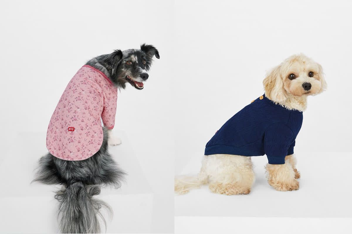 BYC, 반려견 겨울 패션의 완성 '24FW 개리야스' 신제품 출시 - 네이트뷰