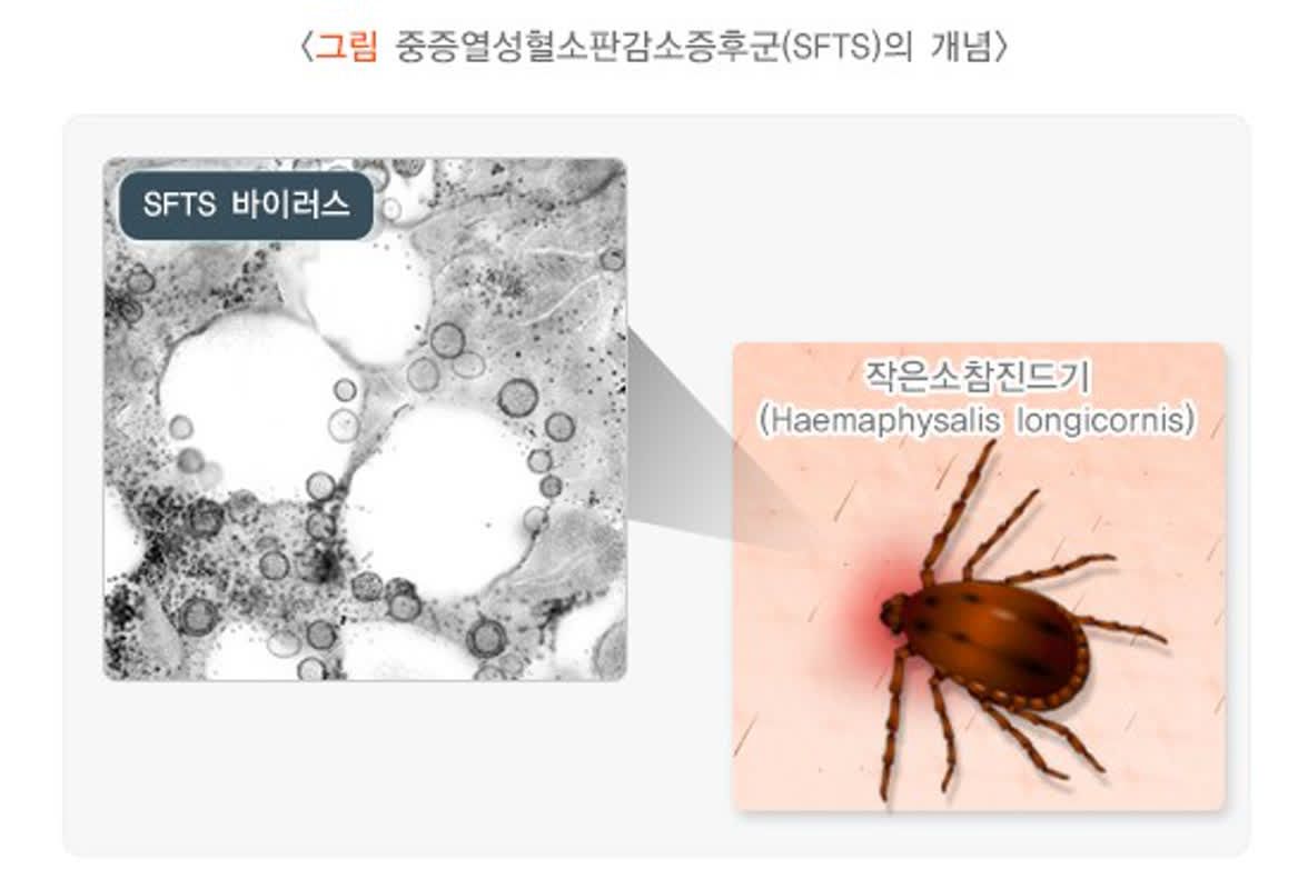 SFTS 바이러스 치료제 최초 개발, 생존율 100% 확인 | 헬스라이프헤럴드